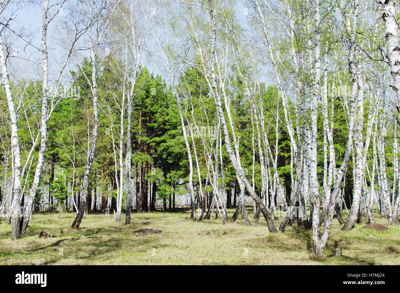 summer mixed forest Stock Photo - Alamy
