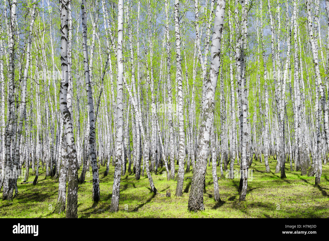 spring birch forest Stock Photo - Alamy