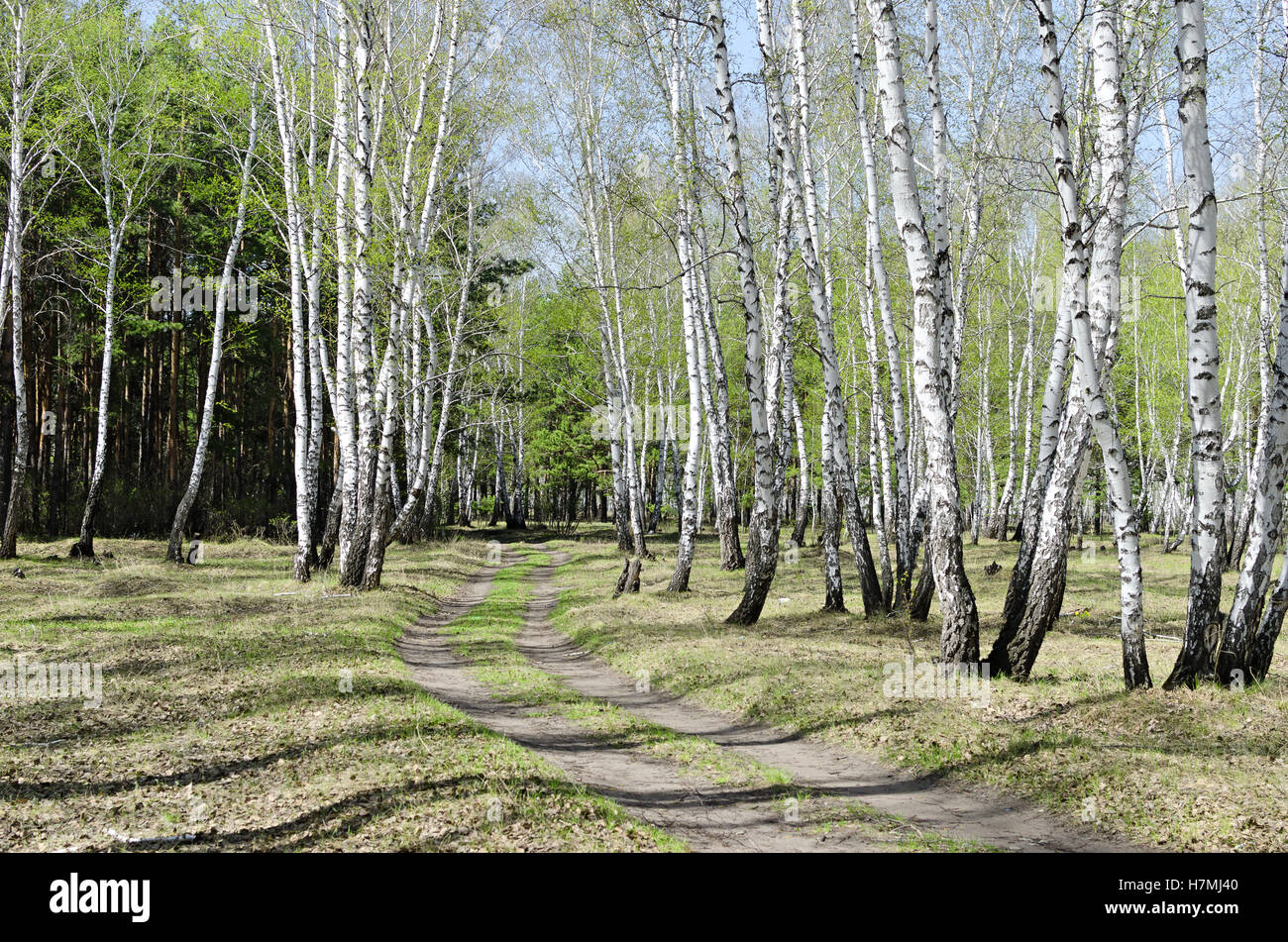 road in spring forest Stock Photo - Alamy