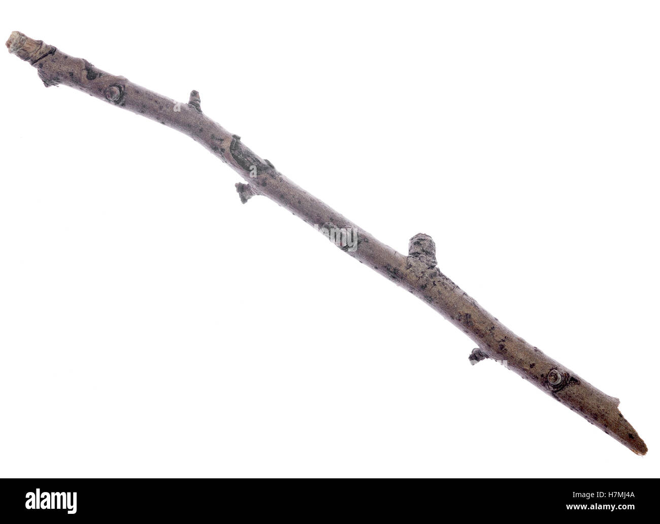 dry twig isolated on white background Stock Photo - Alamy