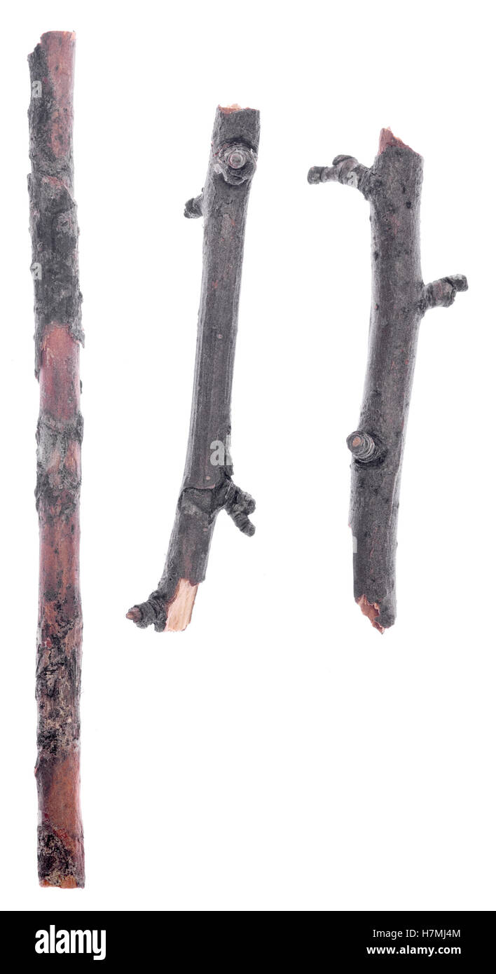 twigs isolated on white background Stock Photo - Alamy