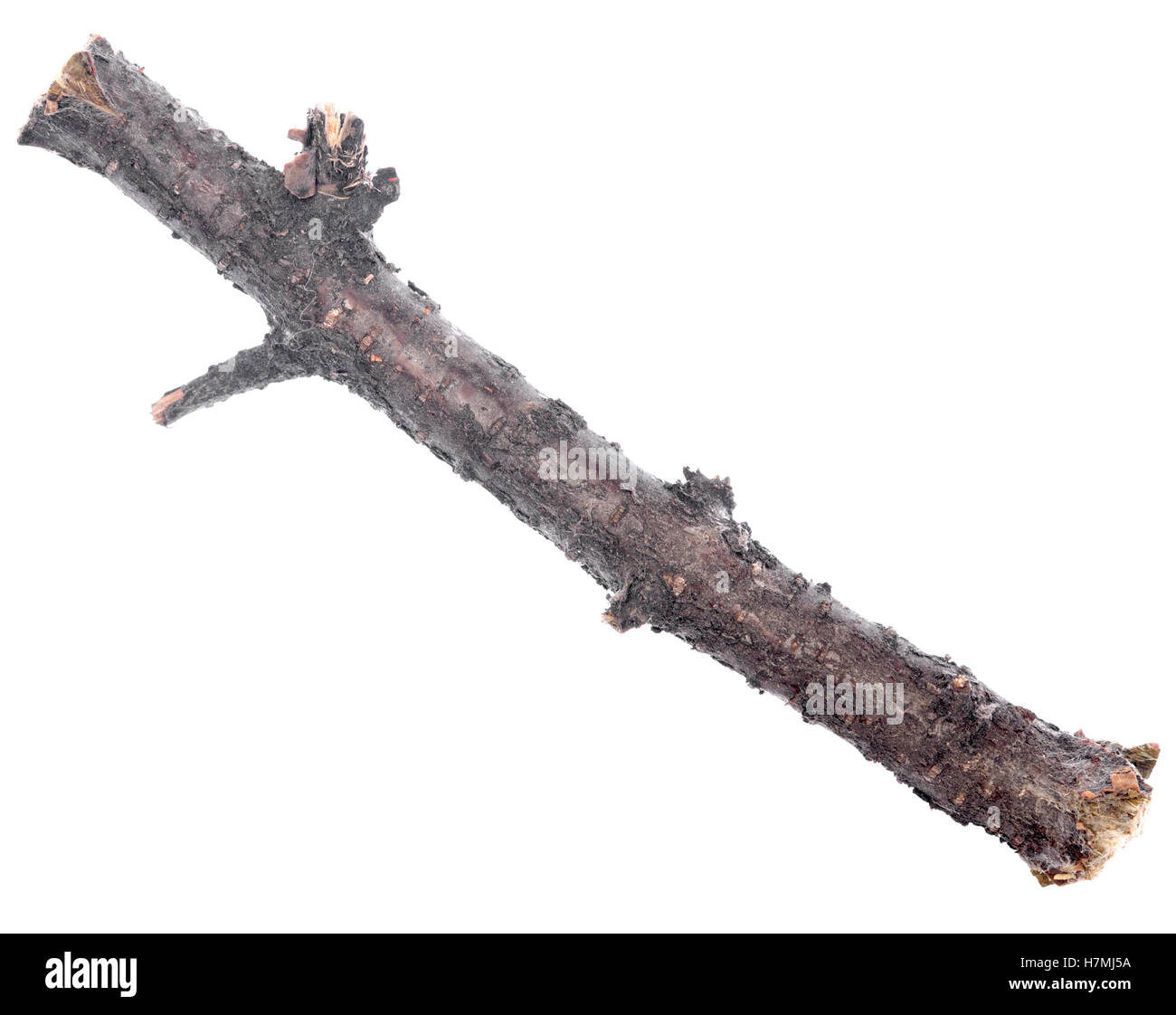 tree twig isolated on white Stock Photo - Alamy
