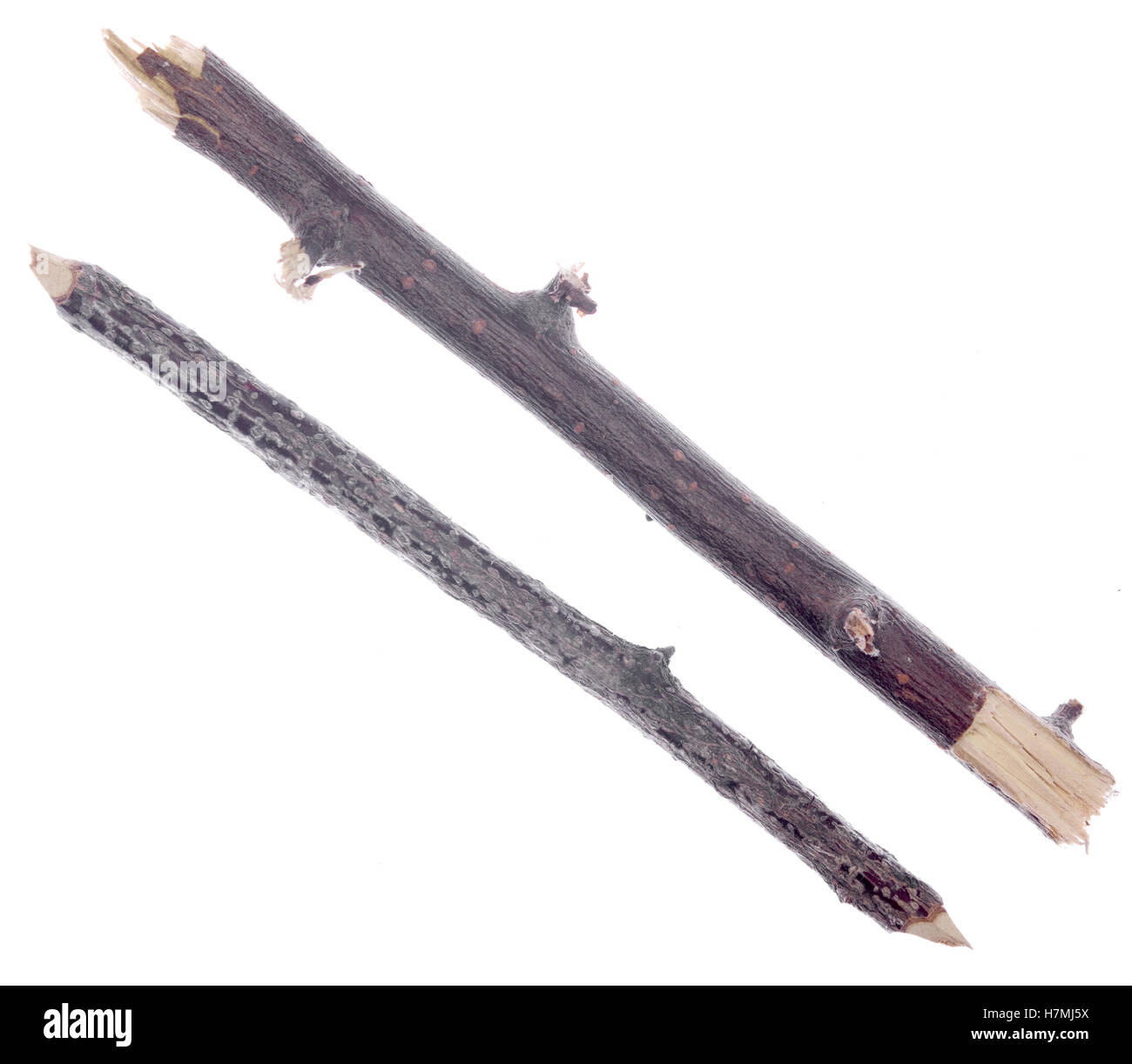 two twigs isolated on white background Stock Photo - Alamy