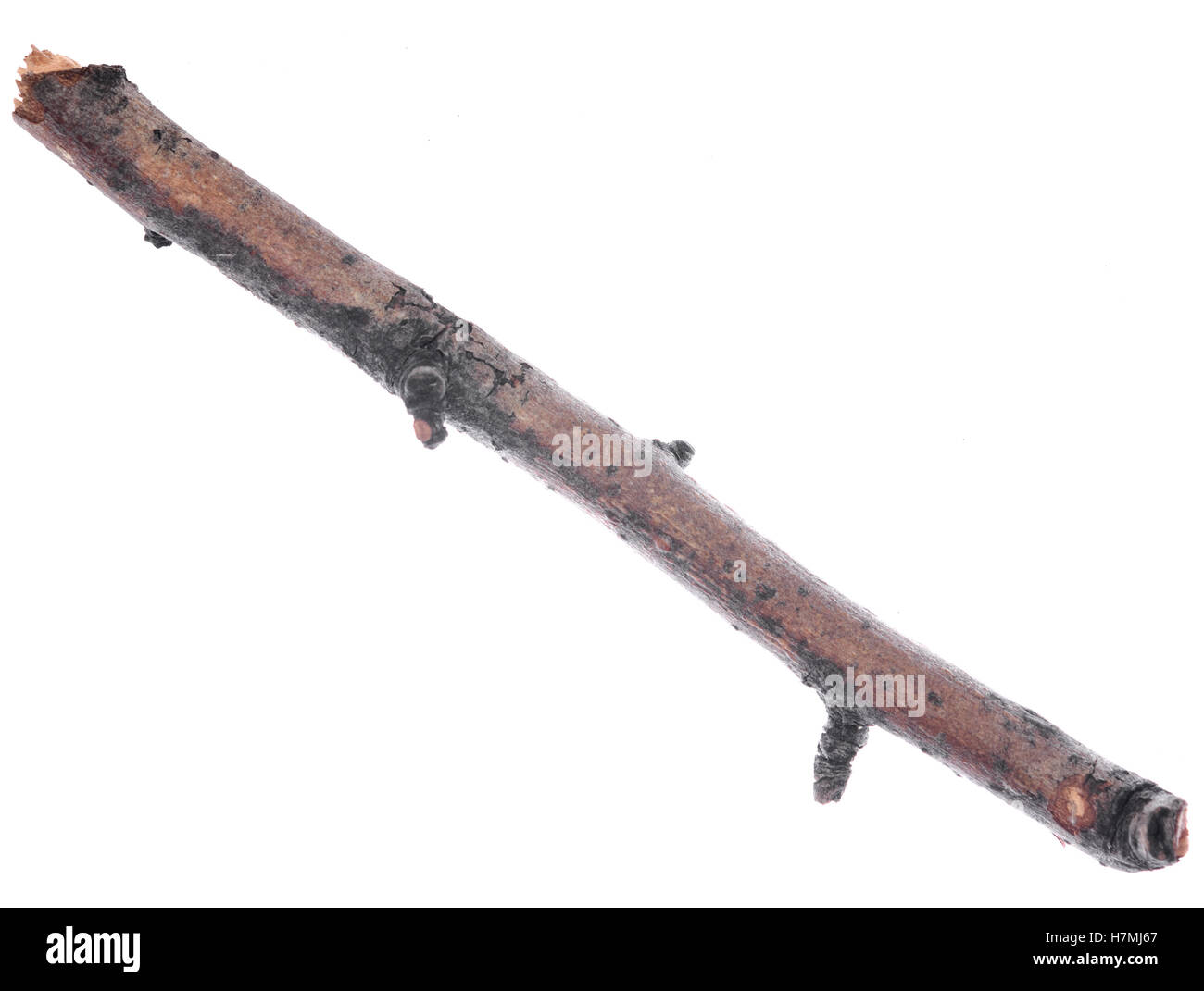 tree twig isolated on white background Stock Photo - Alamy
