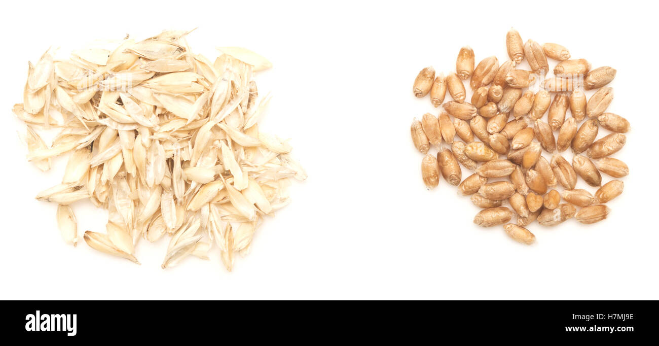 grain of wheat isolated on white background Stock Photo - Alamy