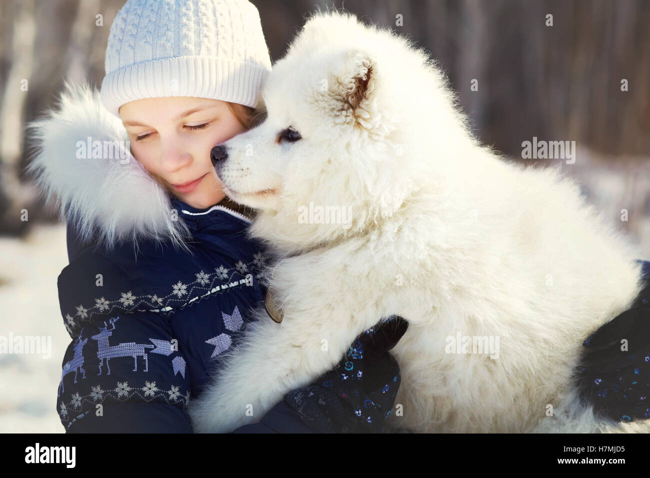 Samoyed husky with owner Stock Photo - Alamy