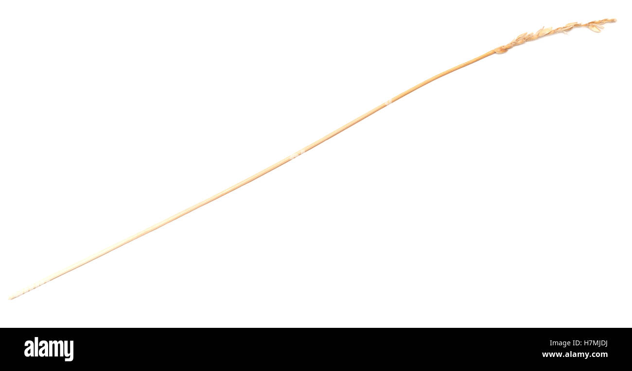 Wheat straw single hi-res stock photography and images - Alamy