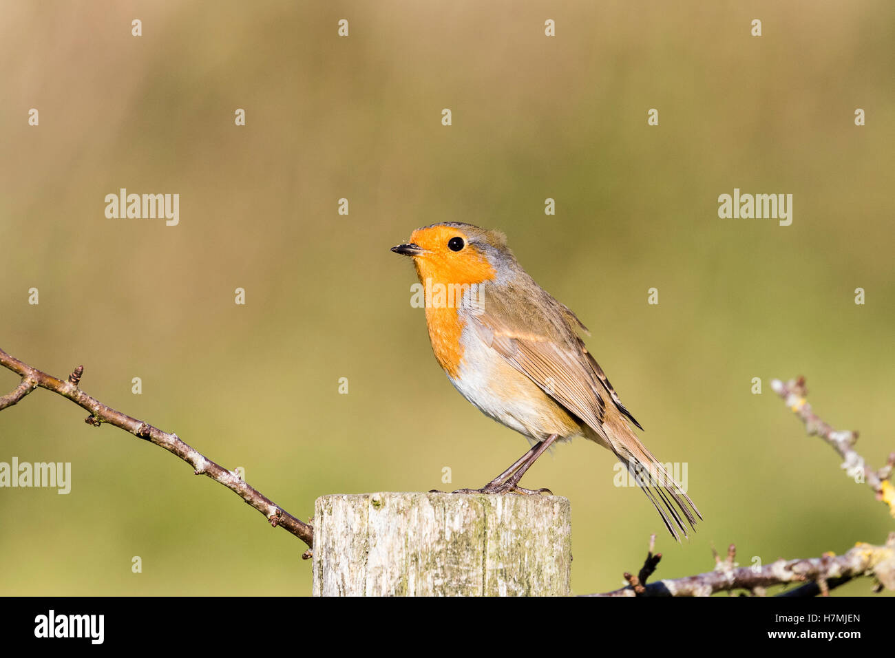 Robin in autumn hi-res stock photography and images - Alamy