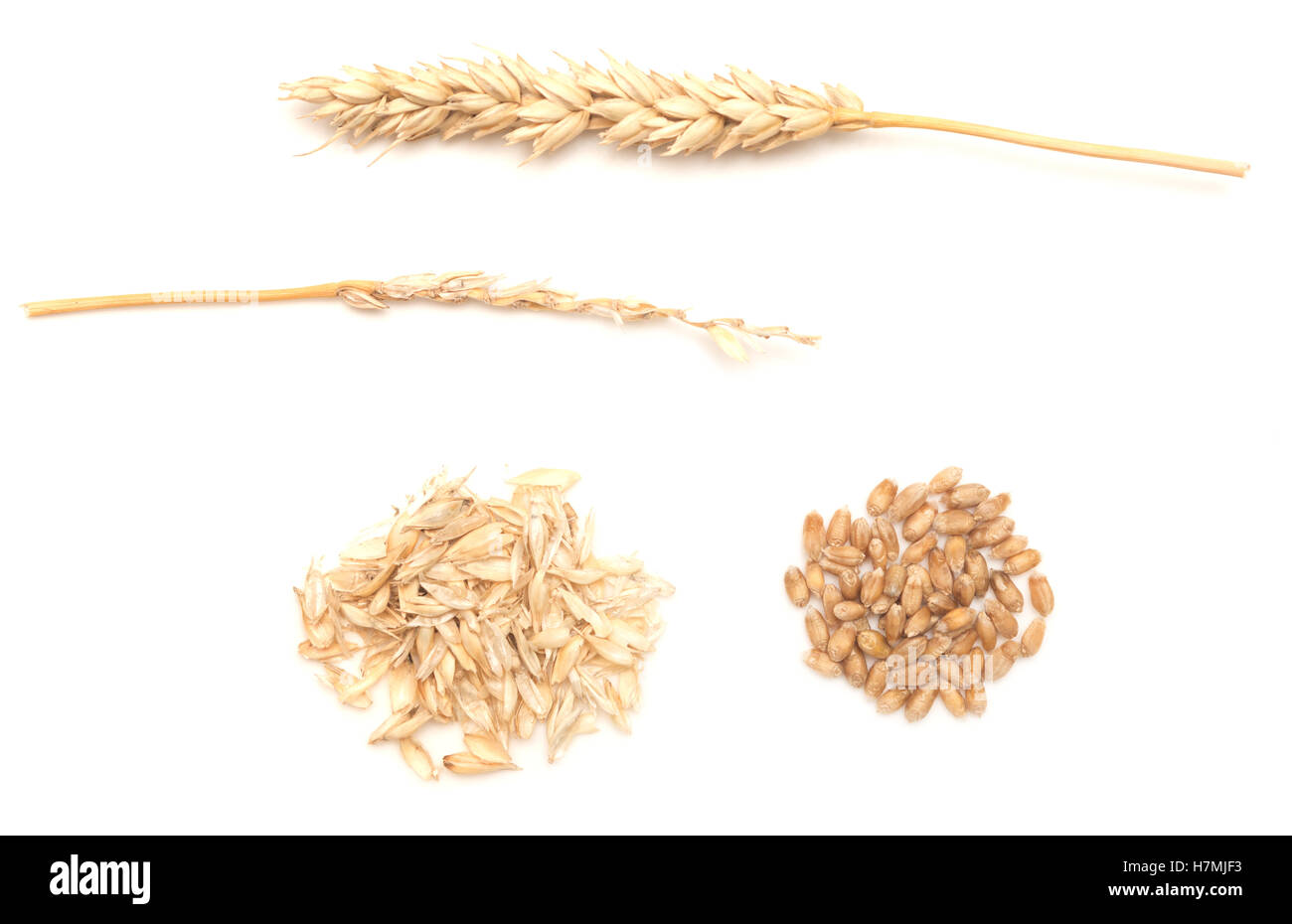 wheat isolated on white background Stock Photo - Alamy