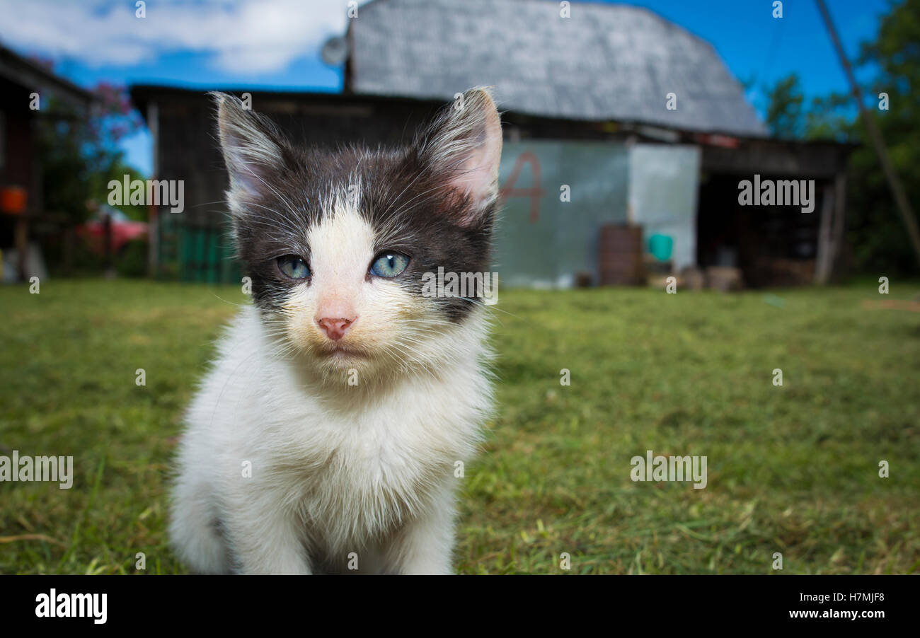 Free cat photography hi-res stock photography and images - Alamy