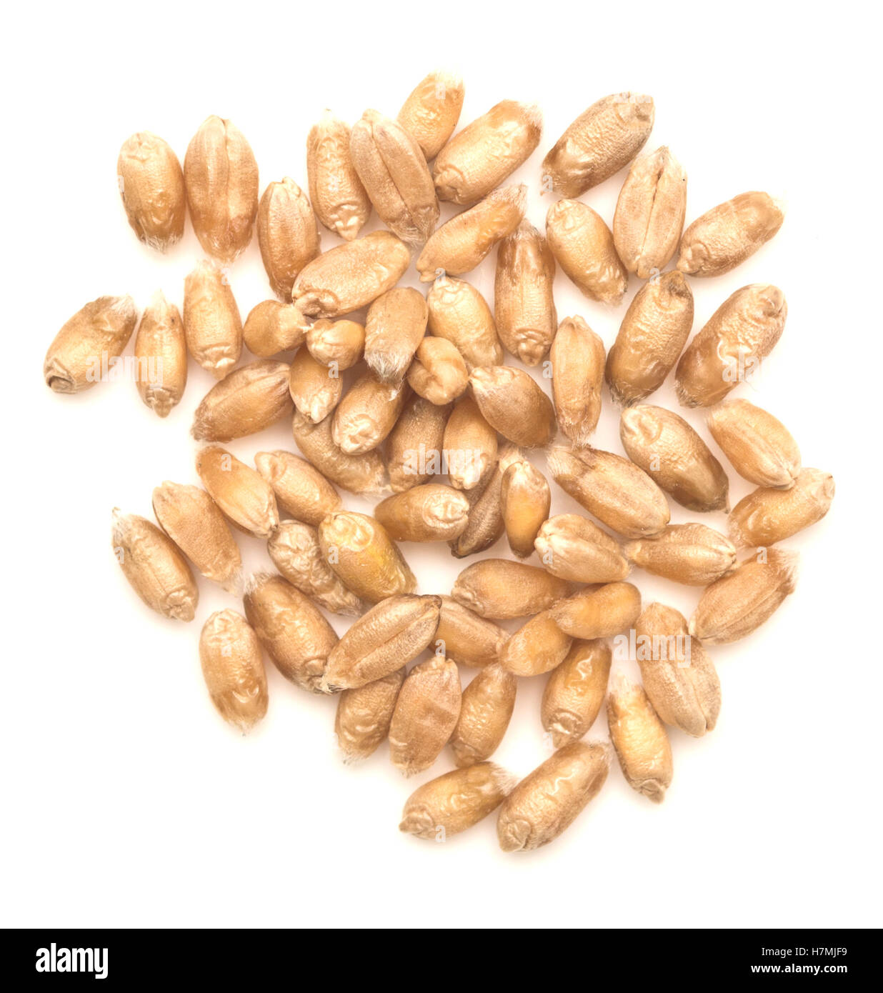 Wheat Seeds For Farming