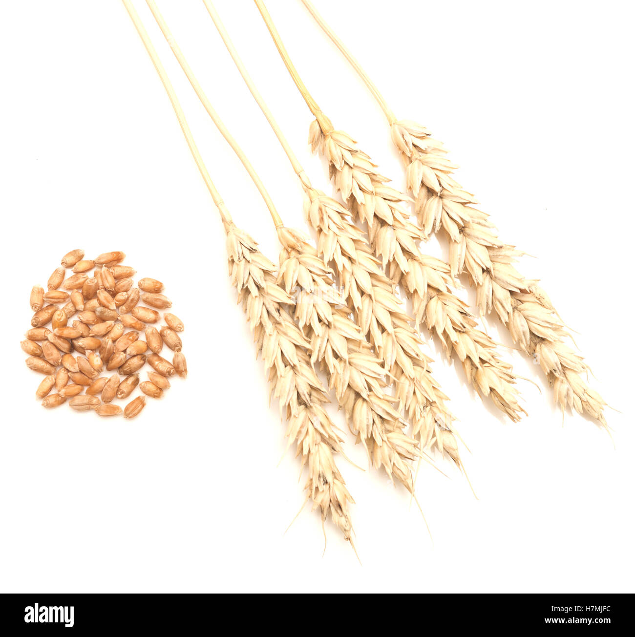 wheat isolated on white background Stock Photo - Alamy