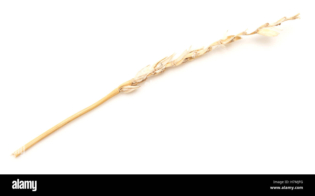 wheat straw isolated on white background Stock Photo - Alamy