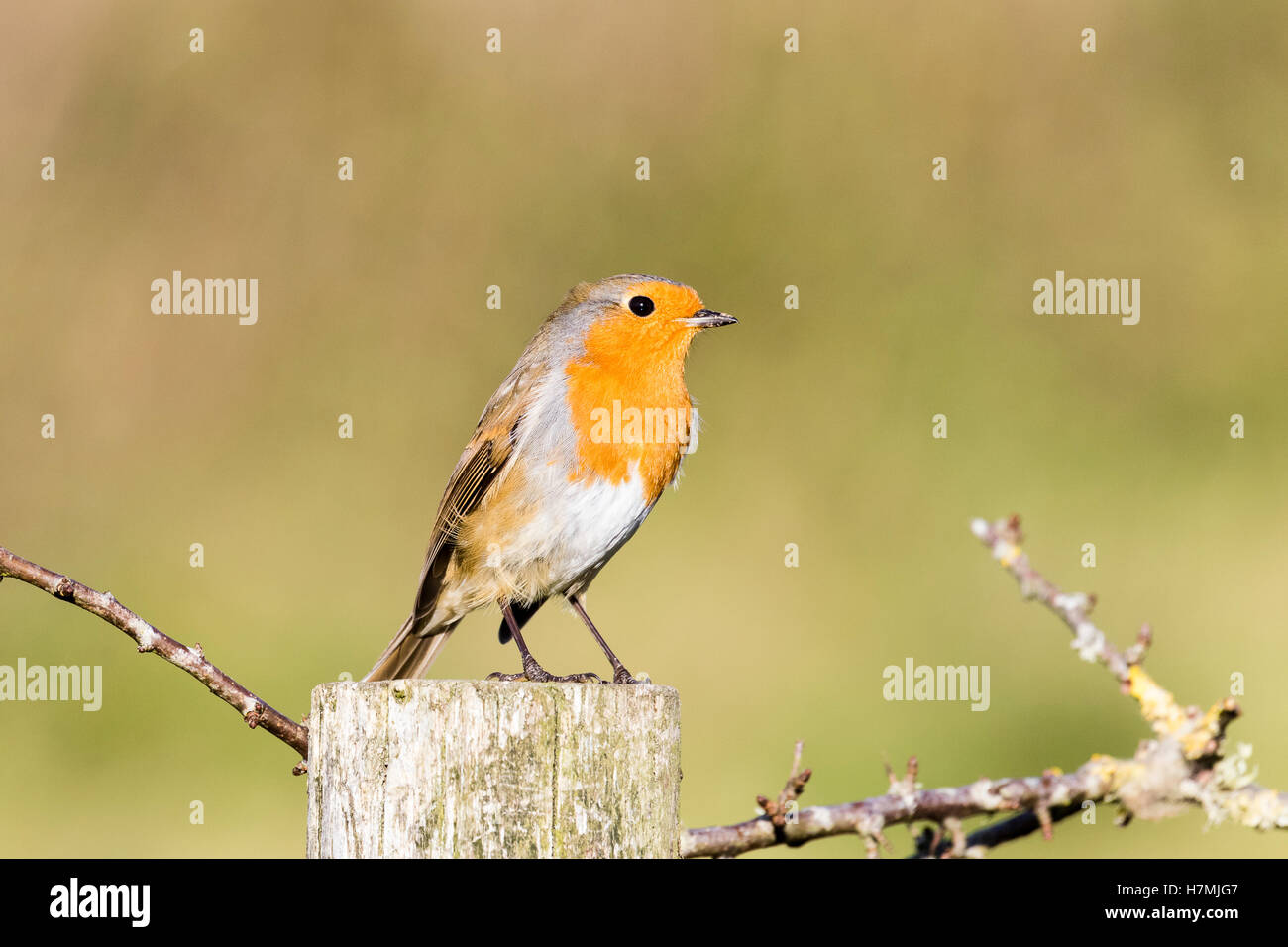 Robin in autumn hi-res stock photography and images - Alamy