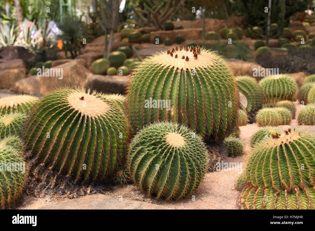 Large spherical cacti, Thailand, South East Asia Stock Photo - Alamy