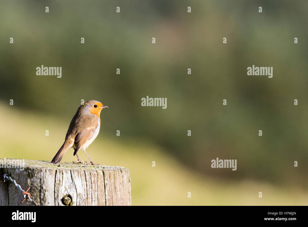 Robin in autumn hi-res stock photography and images - Alamy