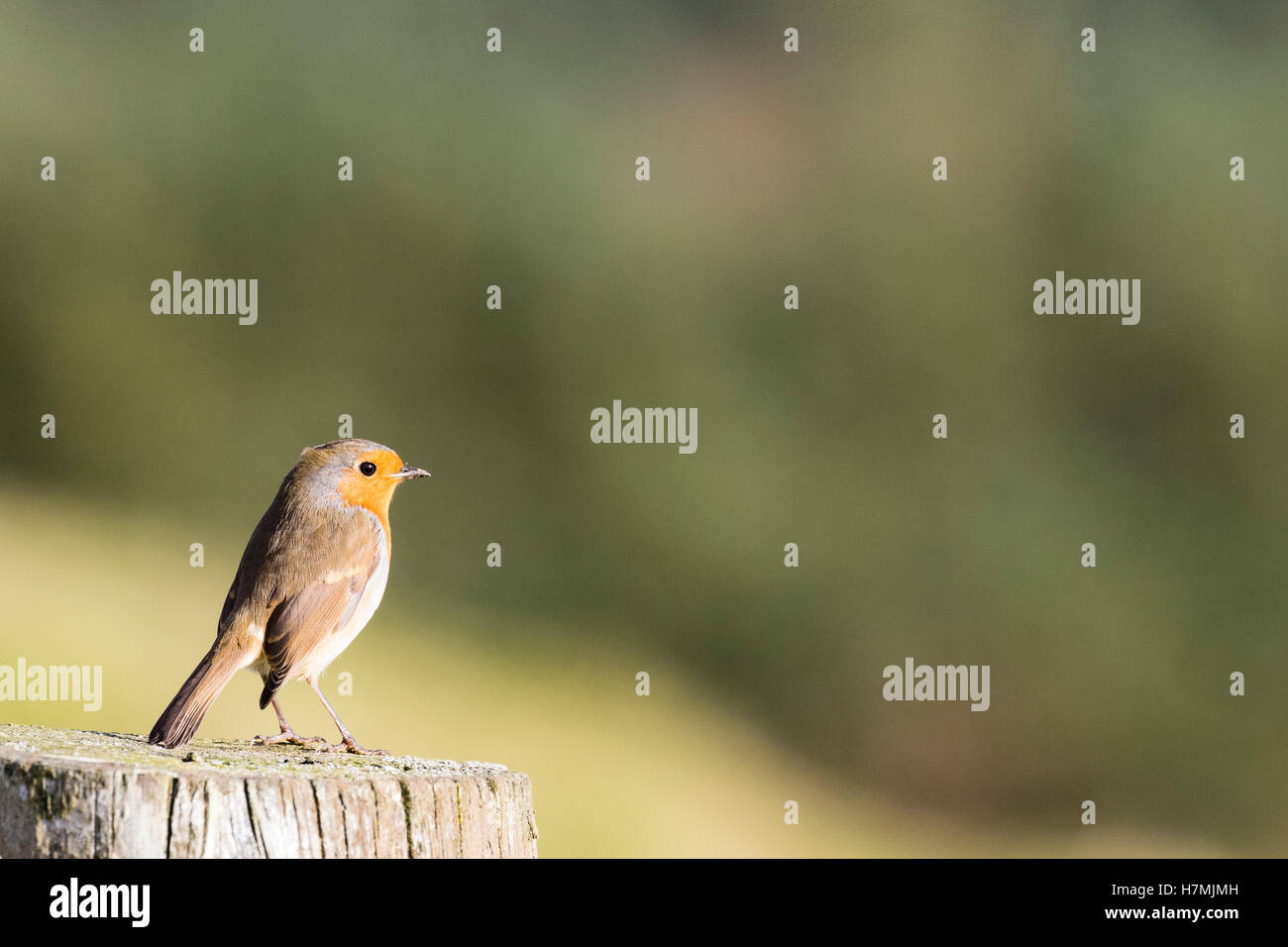 Robin in autumn hi-res stock photography and images - Alamy