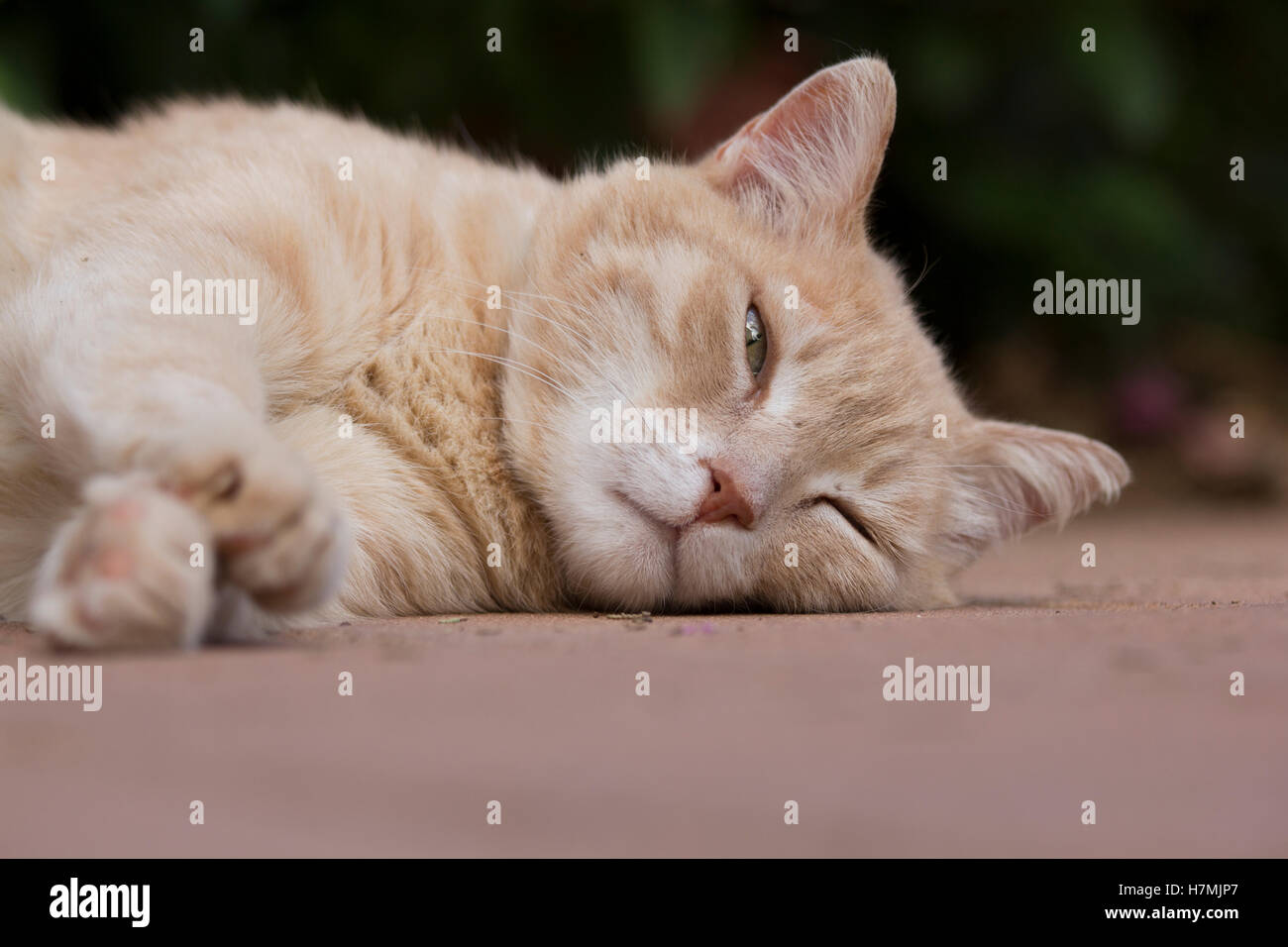 Simba the cat resting Stock Photo - Alamy