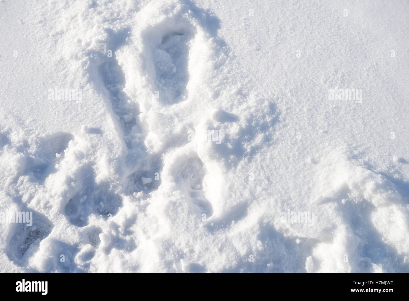 foot prints in snow Stock Photo - Alamy