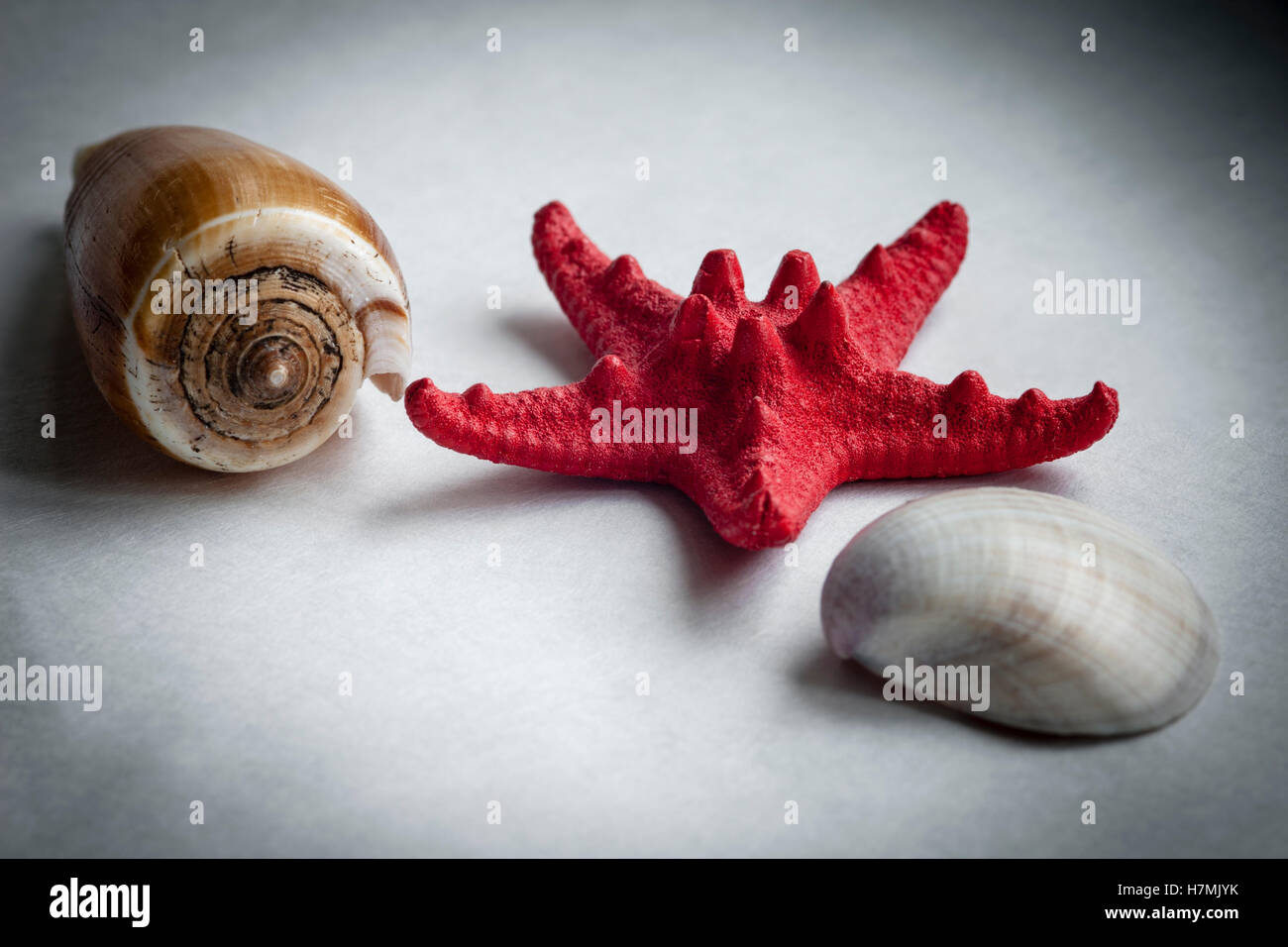 A sea snail shell, red starfish and white clam Stock Photo - Alamy