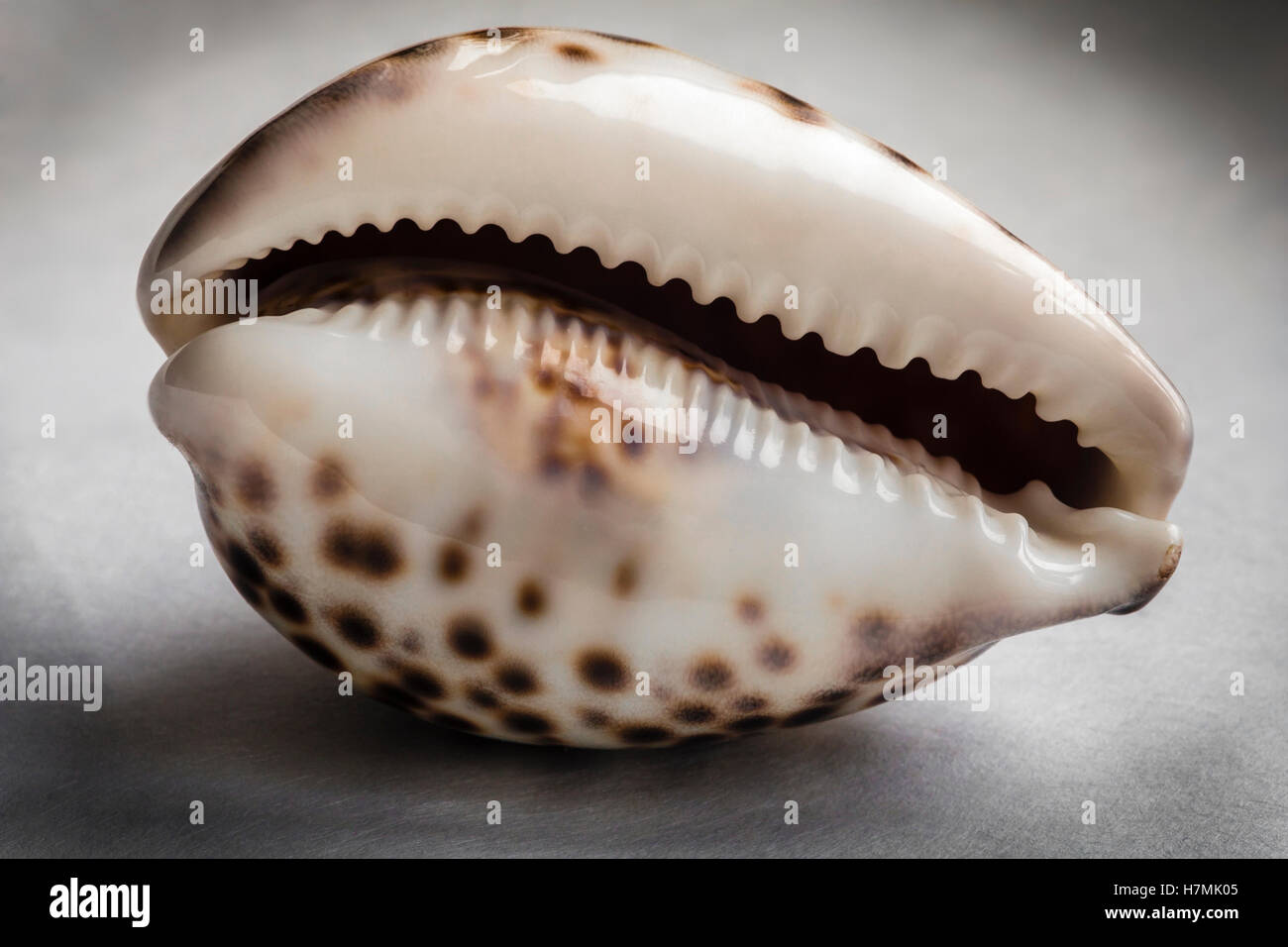 An empty tiger cowrie seashell Stock Photo - Alamy