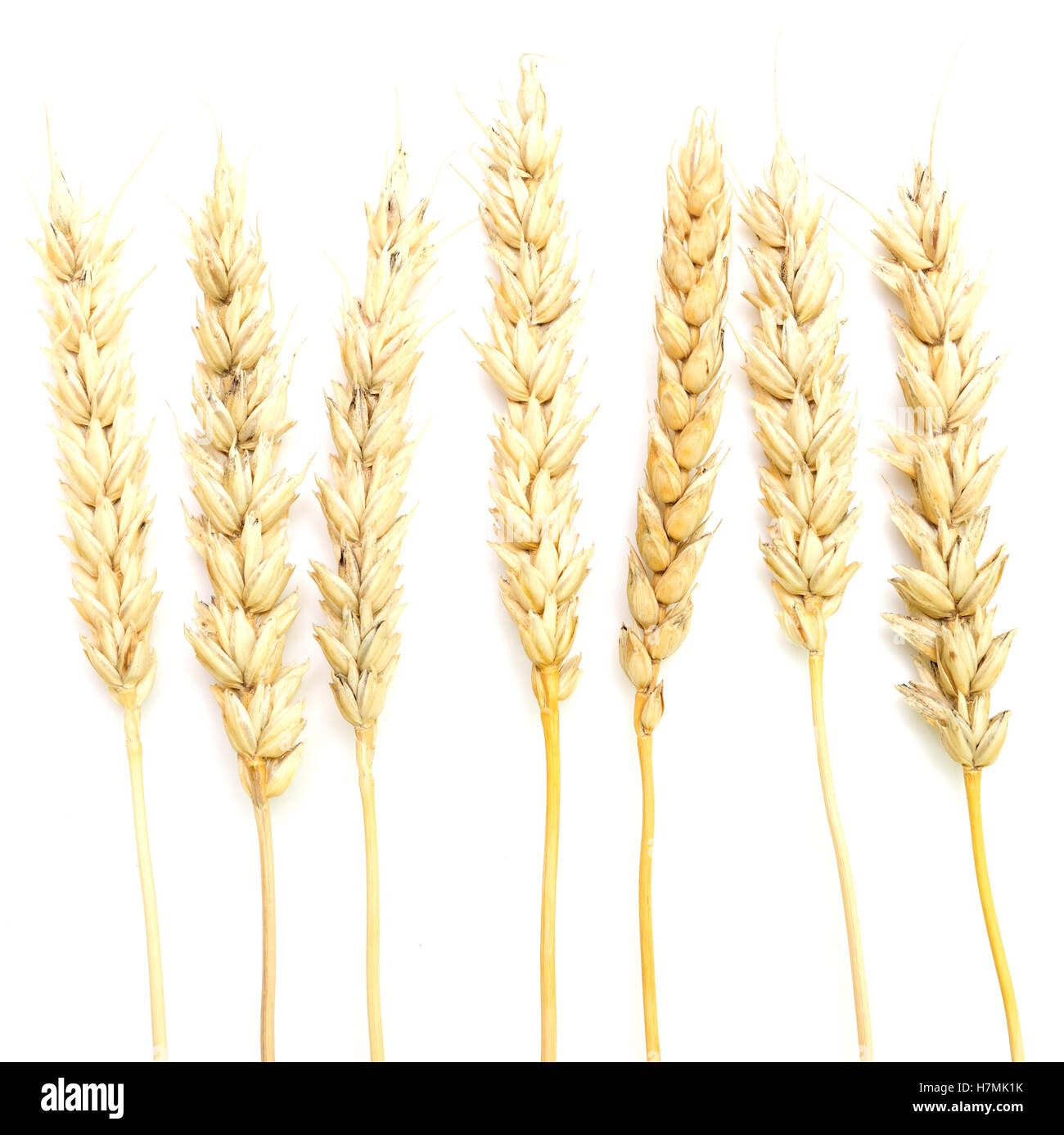 wheat isolated on white background Stock Photo - Alamy