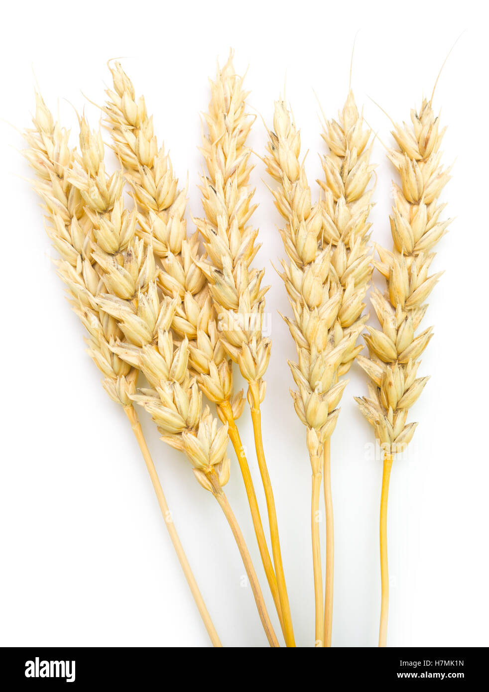 wheat isolated on white background Stock Photo - Alamy