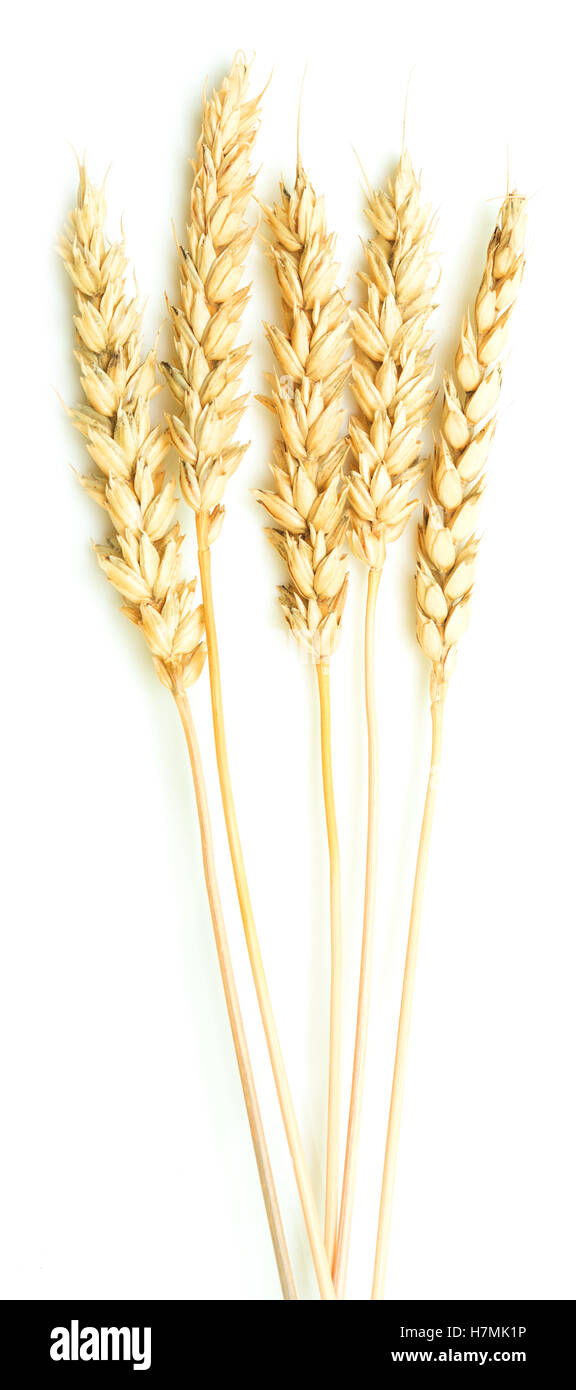 wheat isolated on white background Stock Photo - Alamy