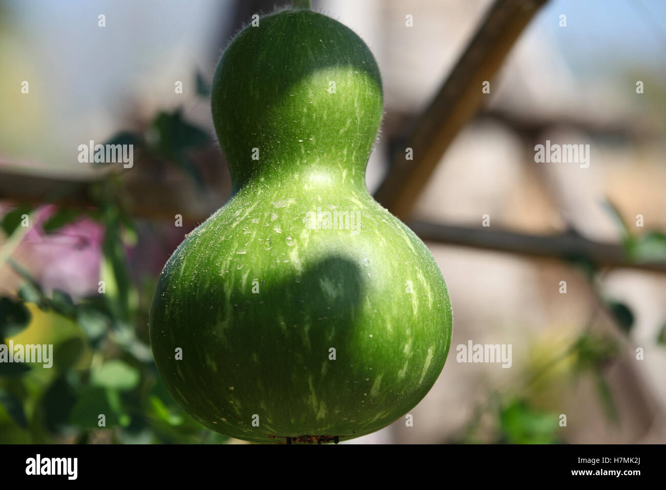 Various tropical fruits in the garden, Thailand, Southeast Asia Stock ...