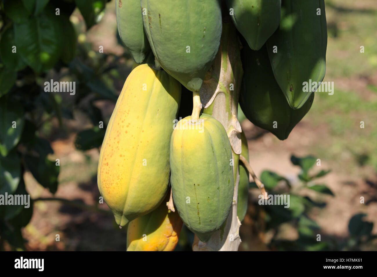 Various tropical fruits in the garden, Thailand, Southeast Asia Stock ...
