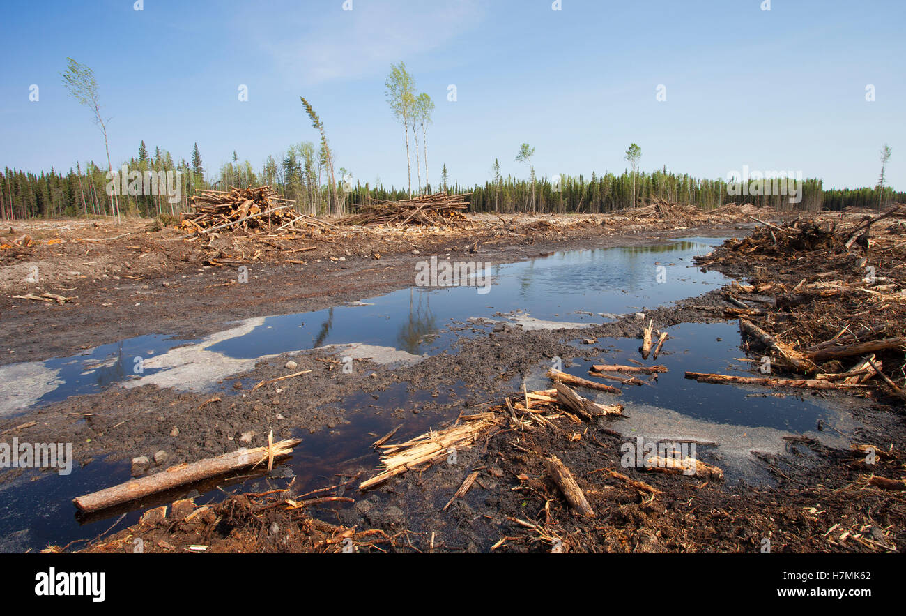 Forest after being cut by a logging operation in Canada Stock Photo - Alamy