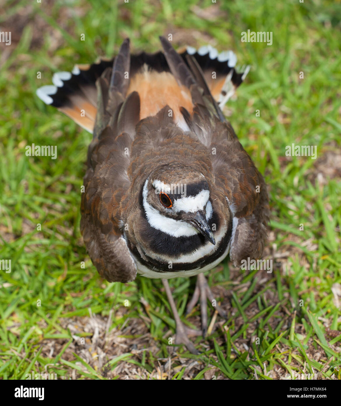 Puffing up feathers hi-res stock photography and images - Alamy