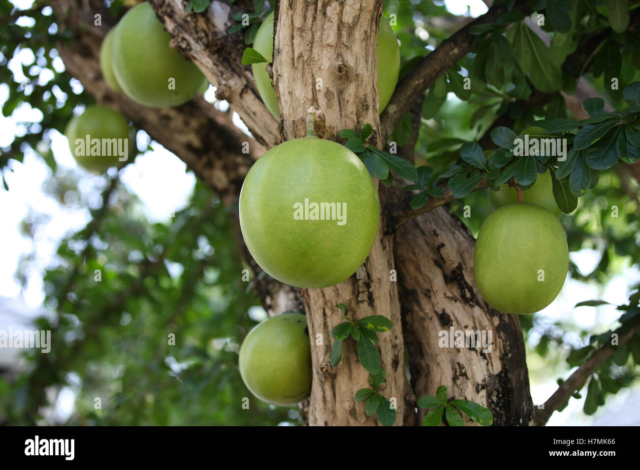 Various tropical fruits in the garden, Thailand, Southeast Asia Stock ...