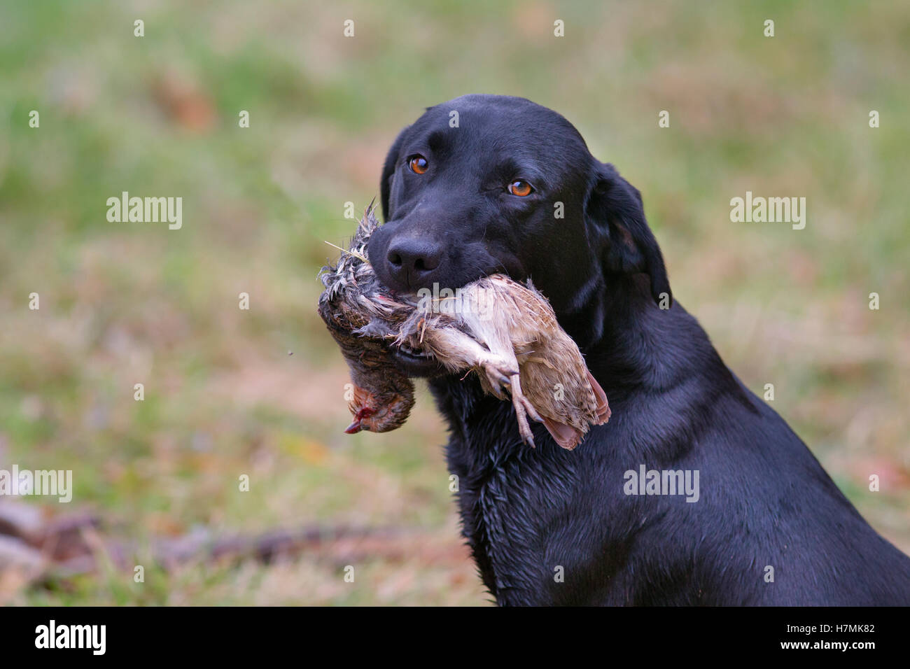 Black Labrador retrieving Grey partridge on shoot mid November Stock ...