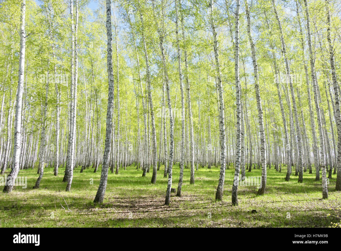 young birch forest Stock Photo - Alamy