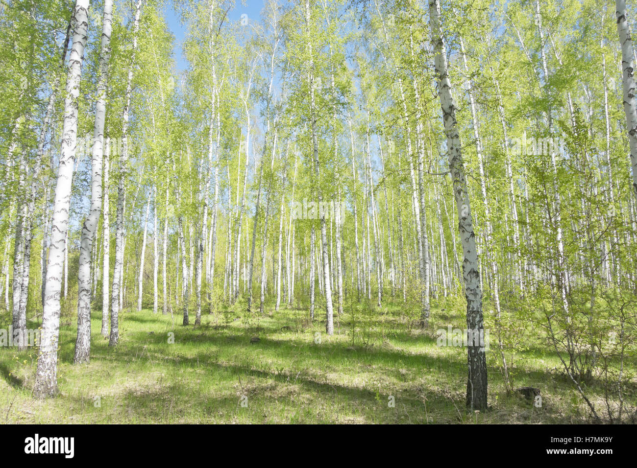 birch forest background Stock Photo - Alamy