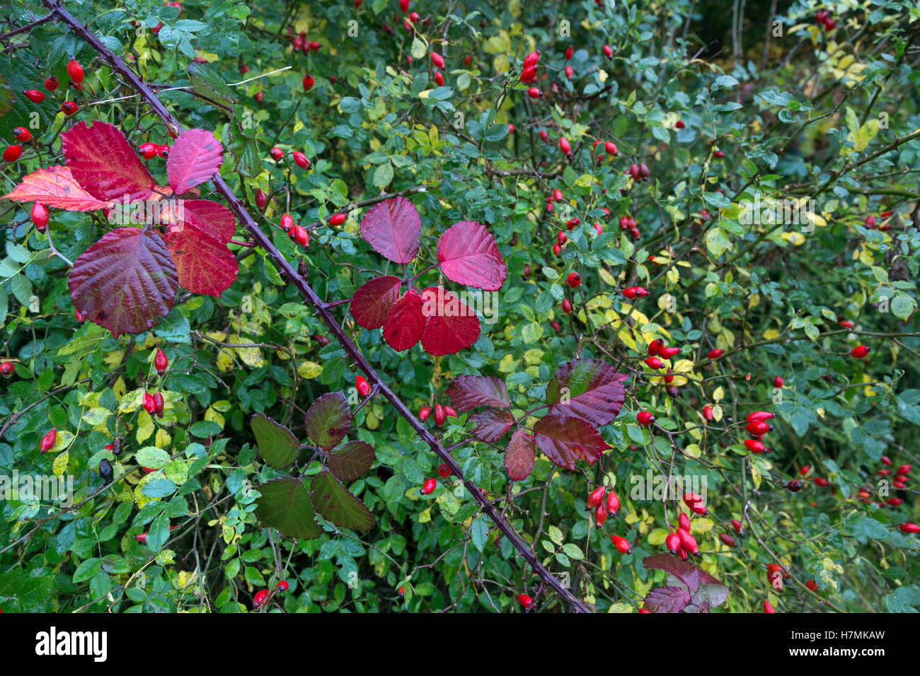 Bramble leaves in autumn with rose hips in tangled hedgerow Stock Photo ...