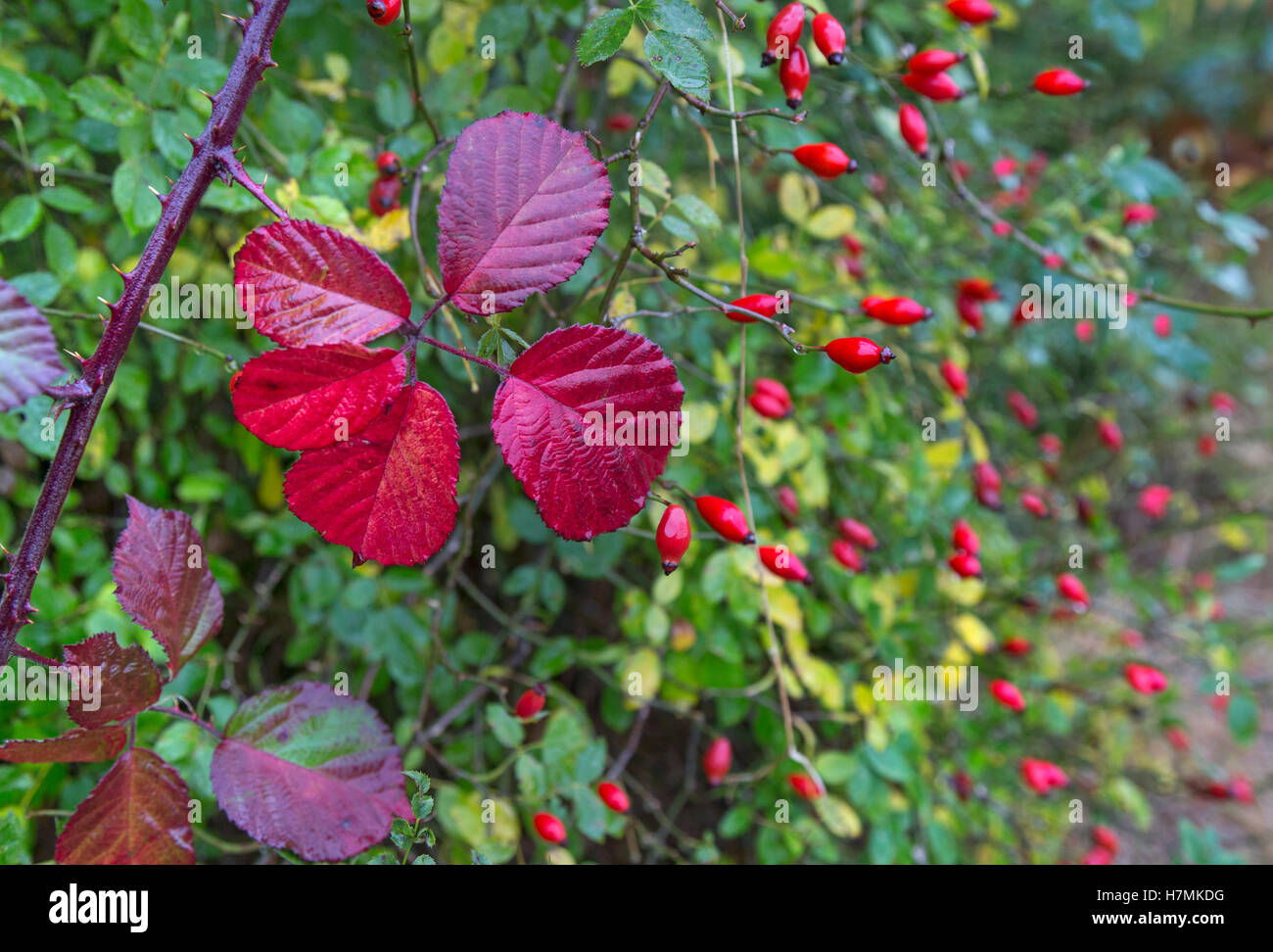 Bramble leaves in autumn with rose hips in tangled hedgerow Stock Photo ...