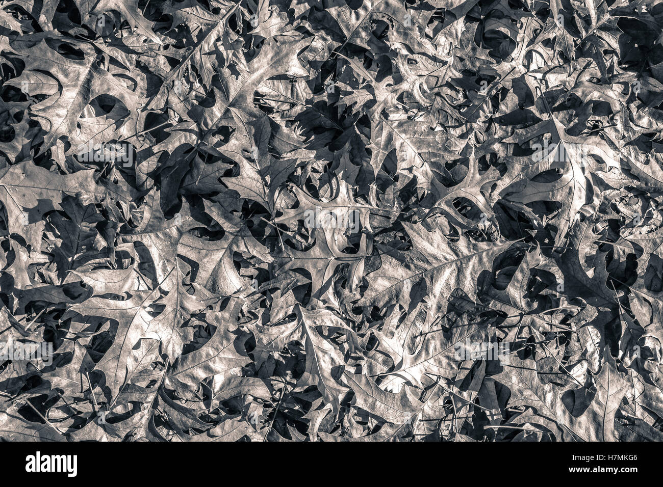 Brown oak leaves on the ground looking crispy Stock Photo - Alamy