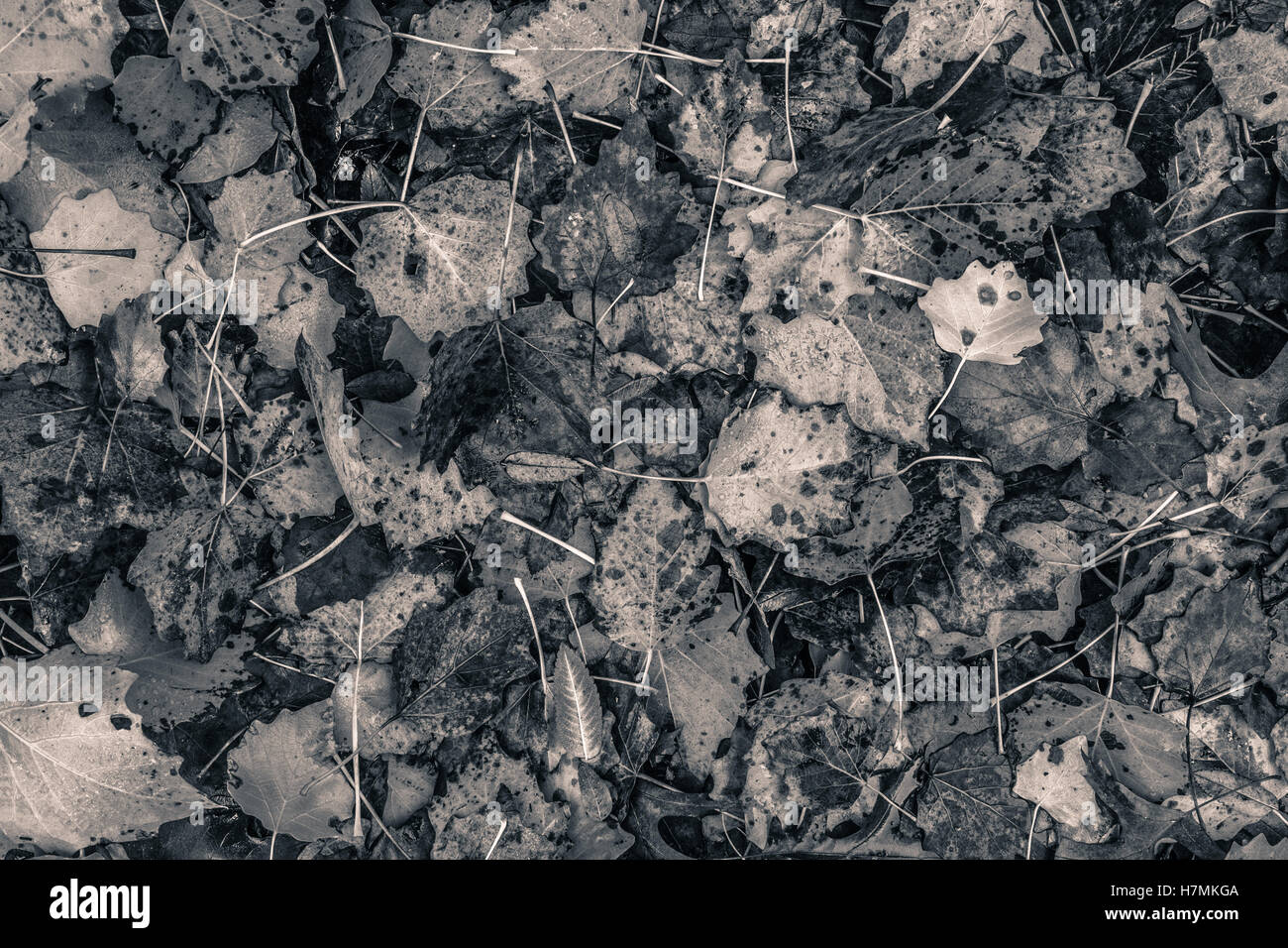Decomposing leaf hi-res stock photography and images - Alamy