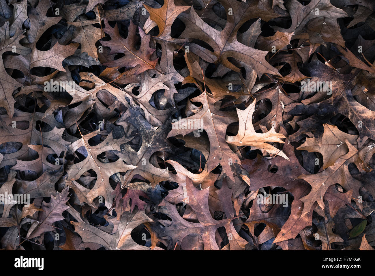 Decomposing brown oak leaves on the ground looking crispy Stock Photo ...