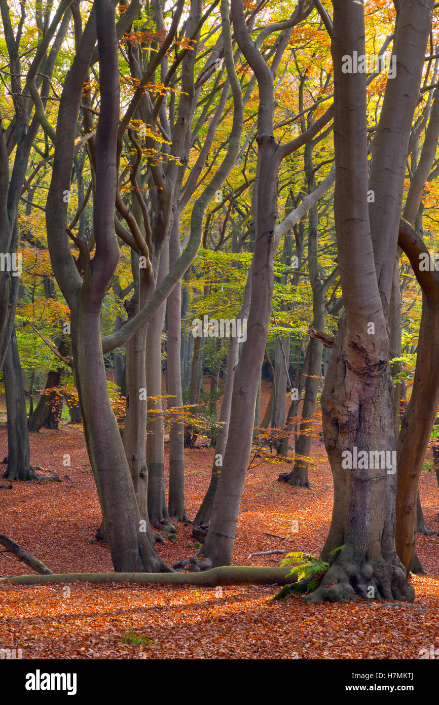 Pollarding historic tree hi-res stock photography and images - Alamy