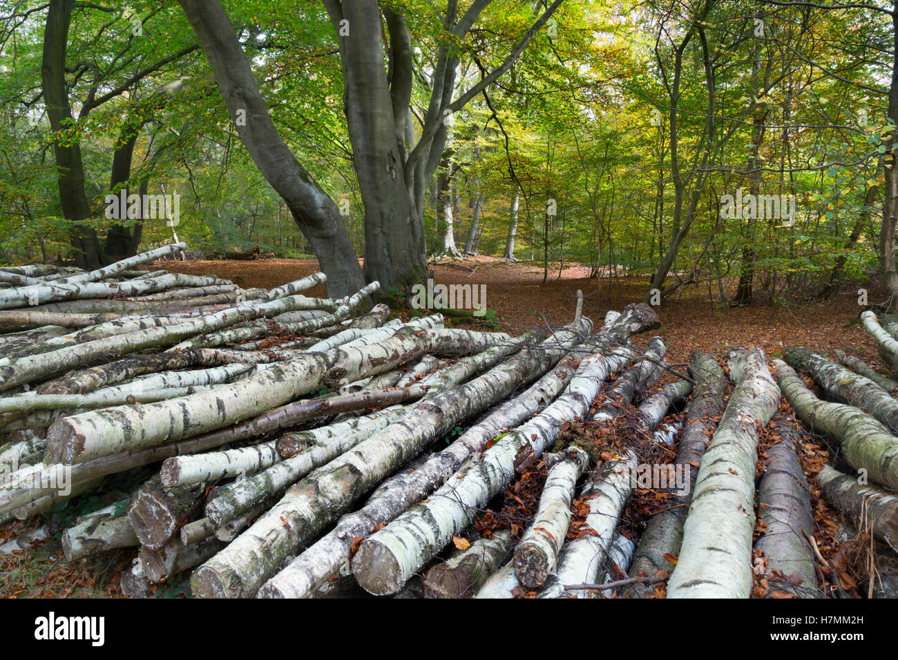 Pollarding historic tree hi-res stock photography and images - Alamy