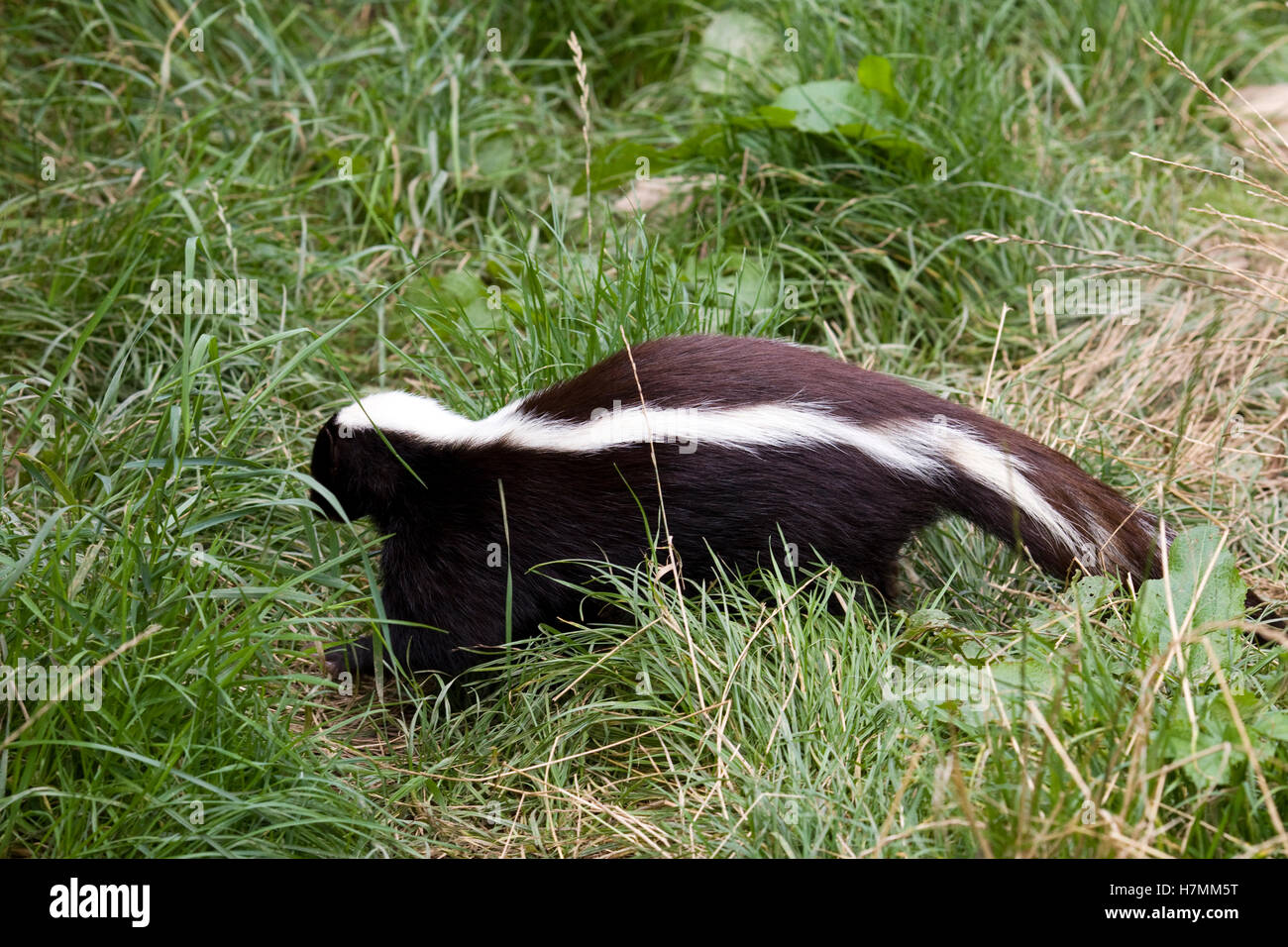 Striped skunk spray hi-res stock photography and images - Alamy