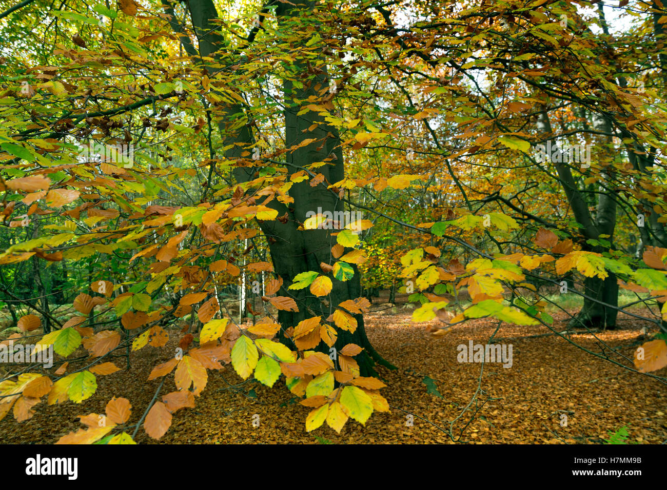 Pollarding historic tree hi-res stock photography and images - Alamy
