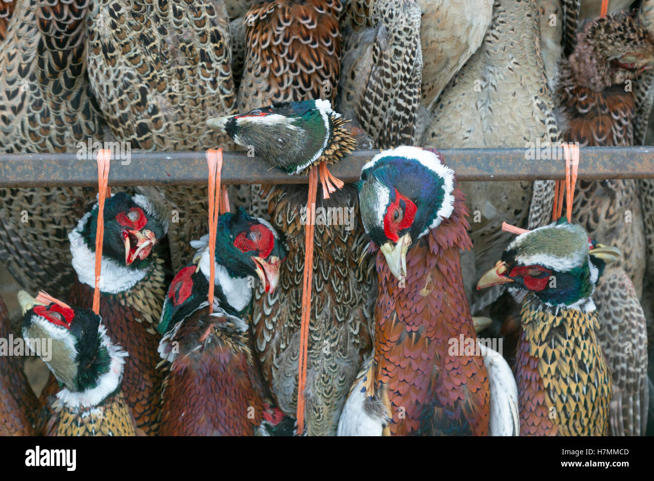 shot birds on pheasant and partridge shoot Stock Photo - Alamy