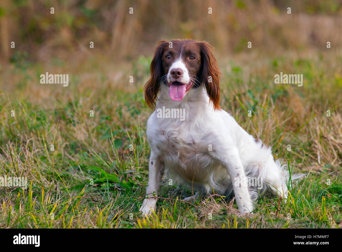 Shooting spaniel hi-res stock photography and images - Alamy