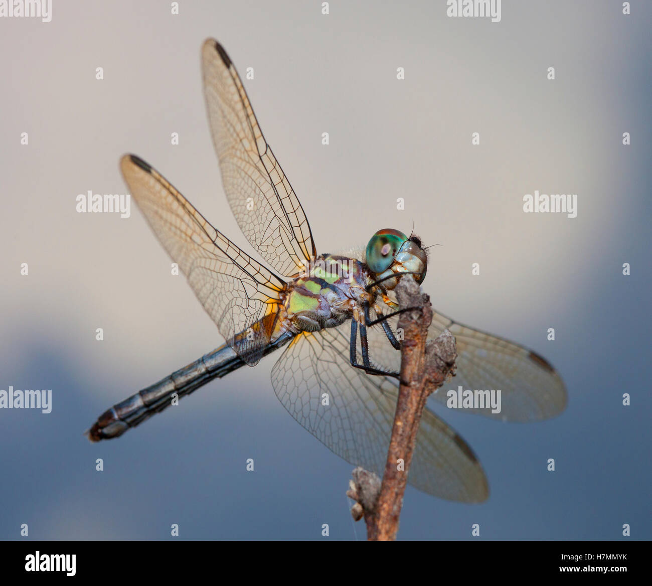 Multi colored dragonfly on a stick with sky and clouds behind Stock ...