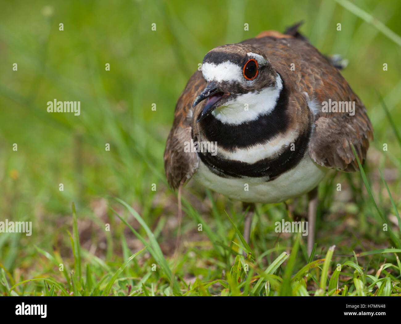 Killdeer that is mad because the photographer is close to her nest ...
