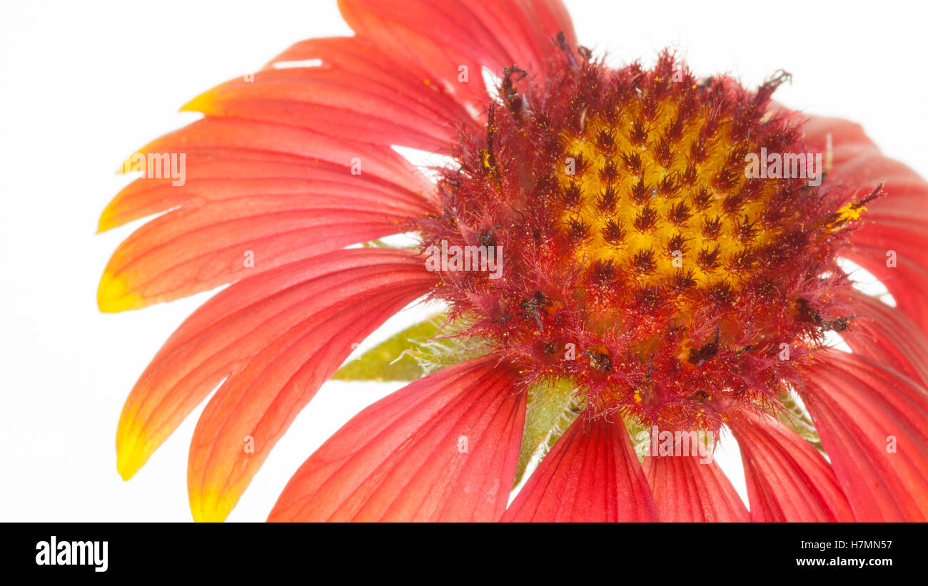Red flower in full bloom on a white background Stock Photo - Alamy